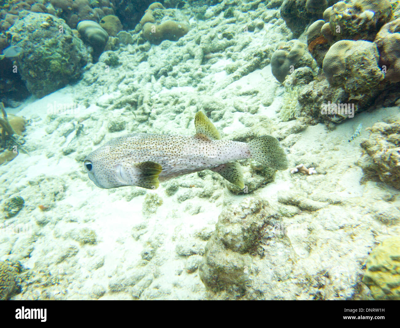 Porcupine fish hi-res stock photography and images - Alamy
