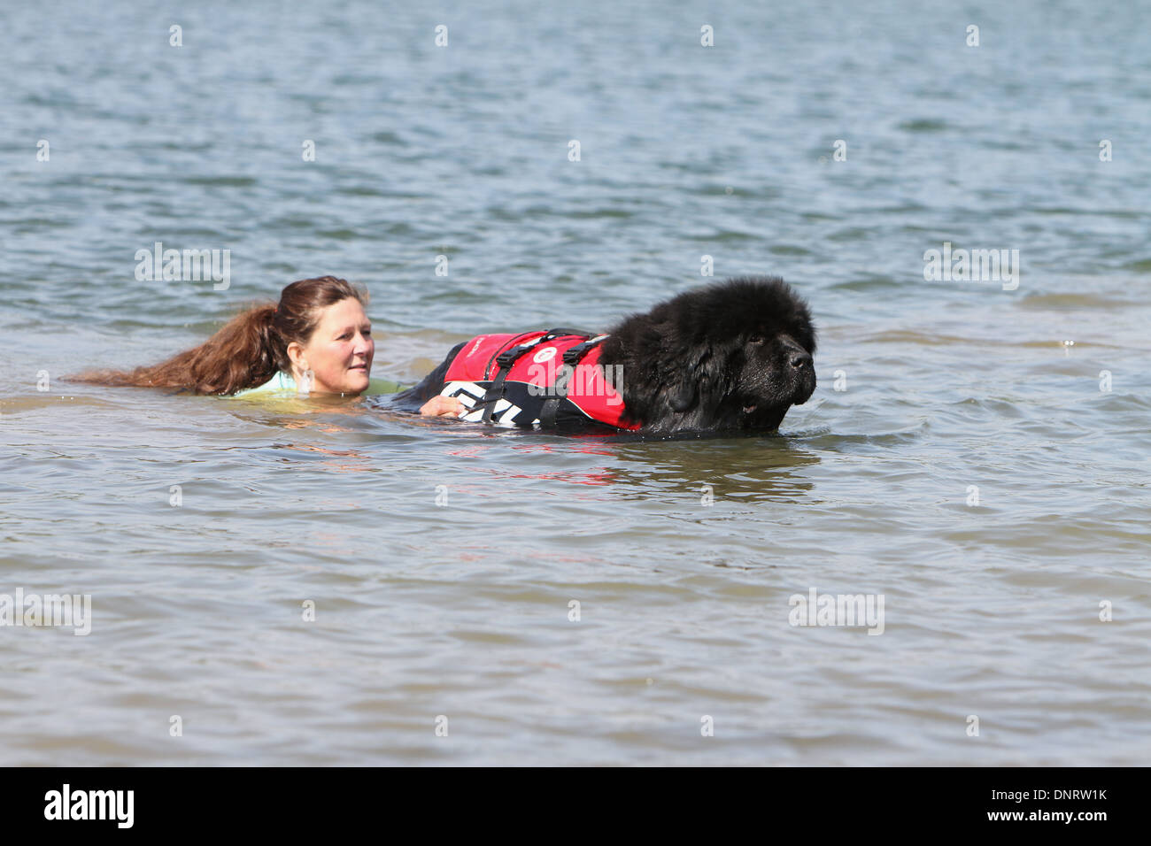 Newfoundland sea rescue dog training hi-res stock photography and ...