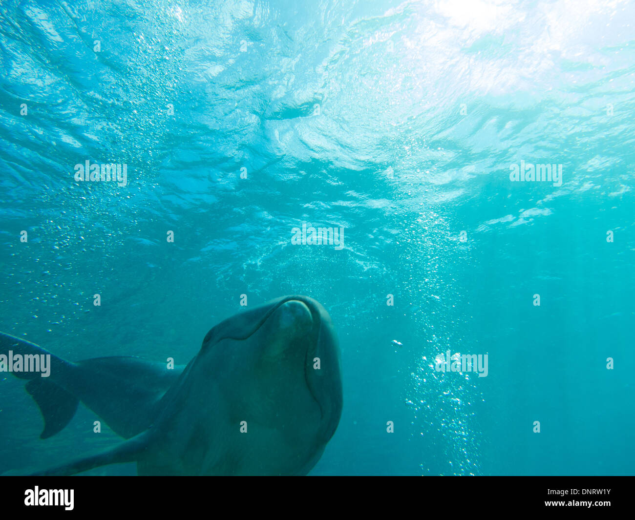 A dolphin swims by as scuba divers watch and interact Stock Photo - Alamy