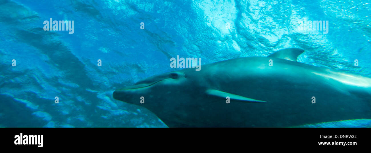 A dolphin swims by as scuba divers watch and interact Stock Photo - Alamy