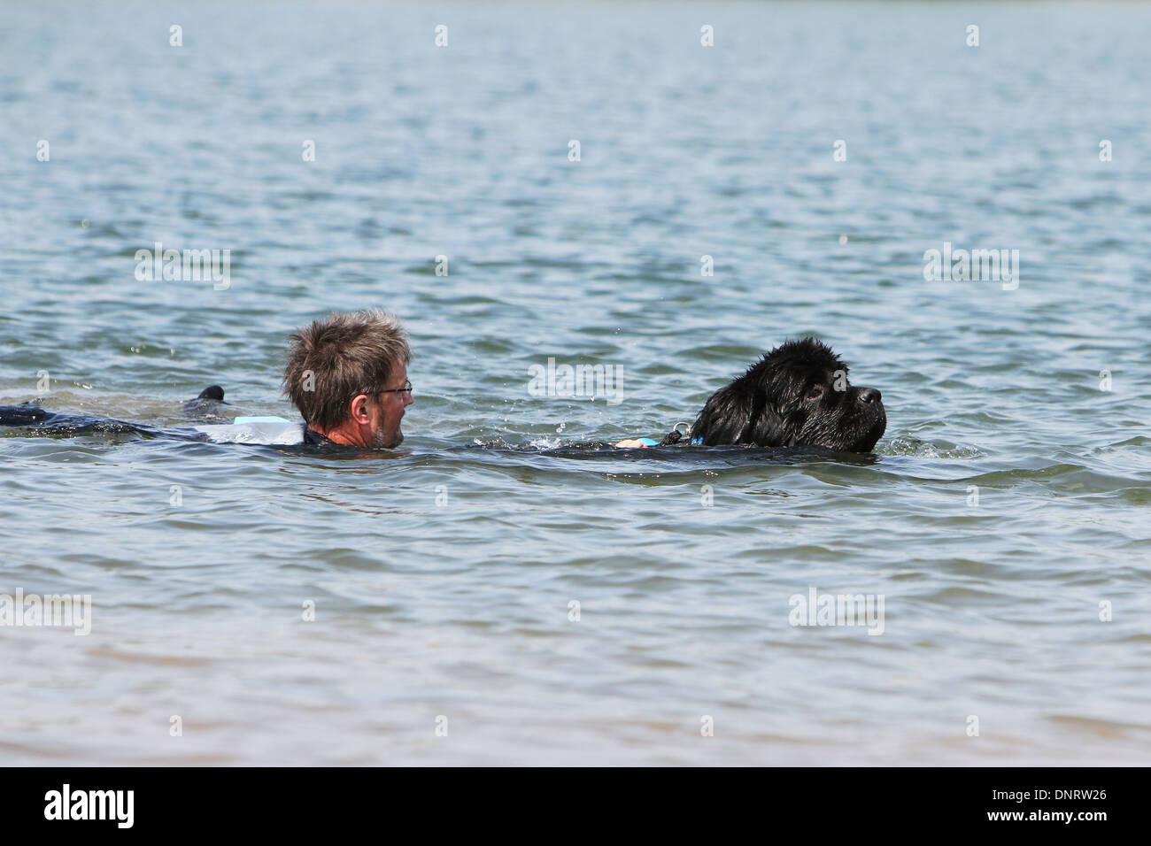 Rescue dog newfoundland swimming hi-res stock photography and images ...