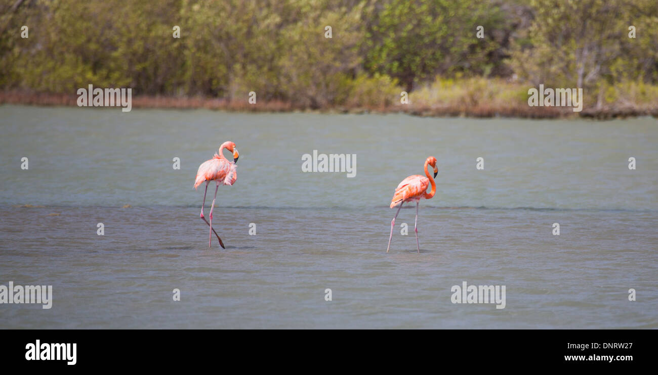 Pink Flamingos on the salt flats in Curacao Stock Photo - Alamy
