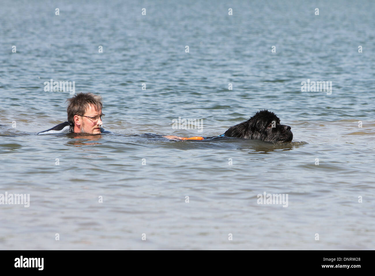 Dog Newfoundland / adult rescues a swimmer during a training Stock ...