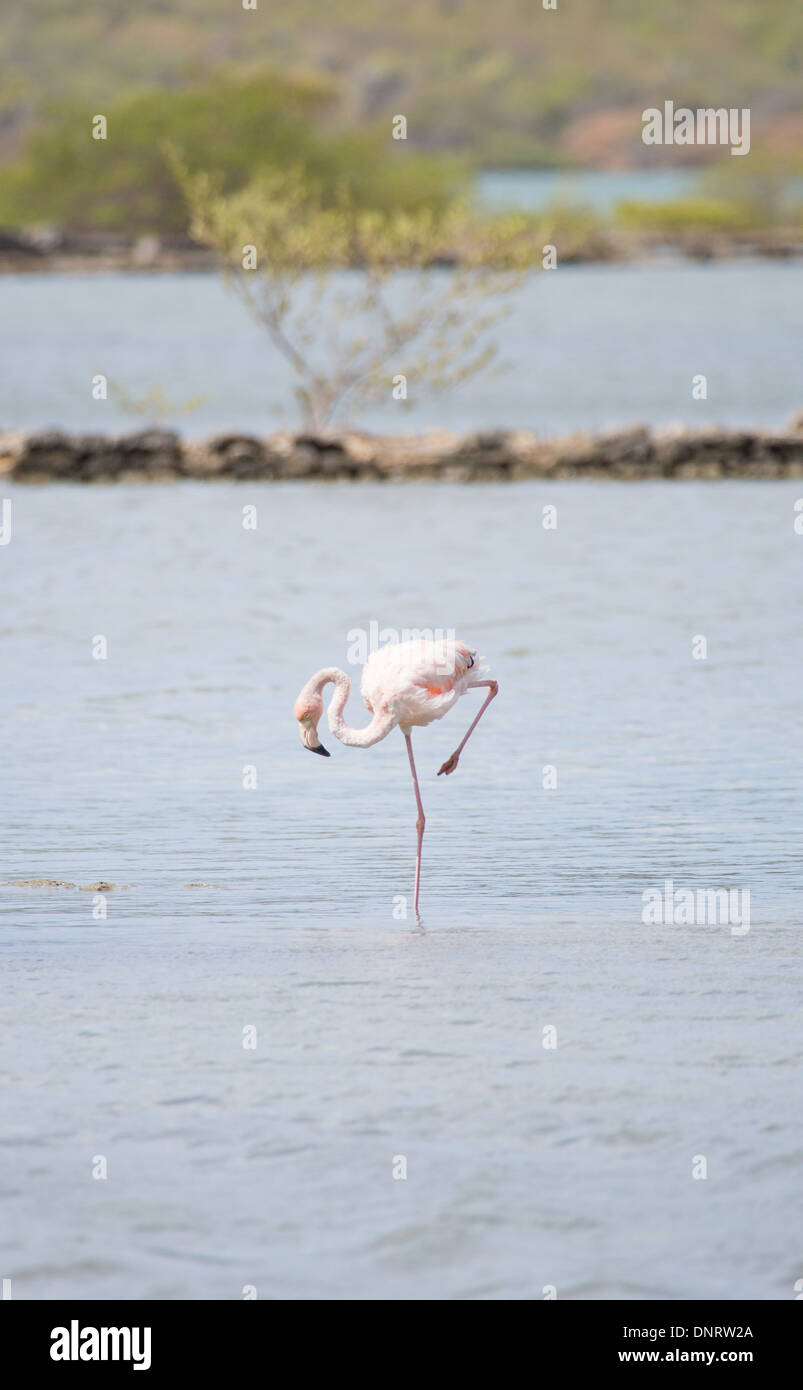 Pink Flamingos on the salt flats in Curacao Stock Photo - Alamy