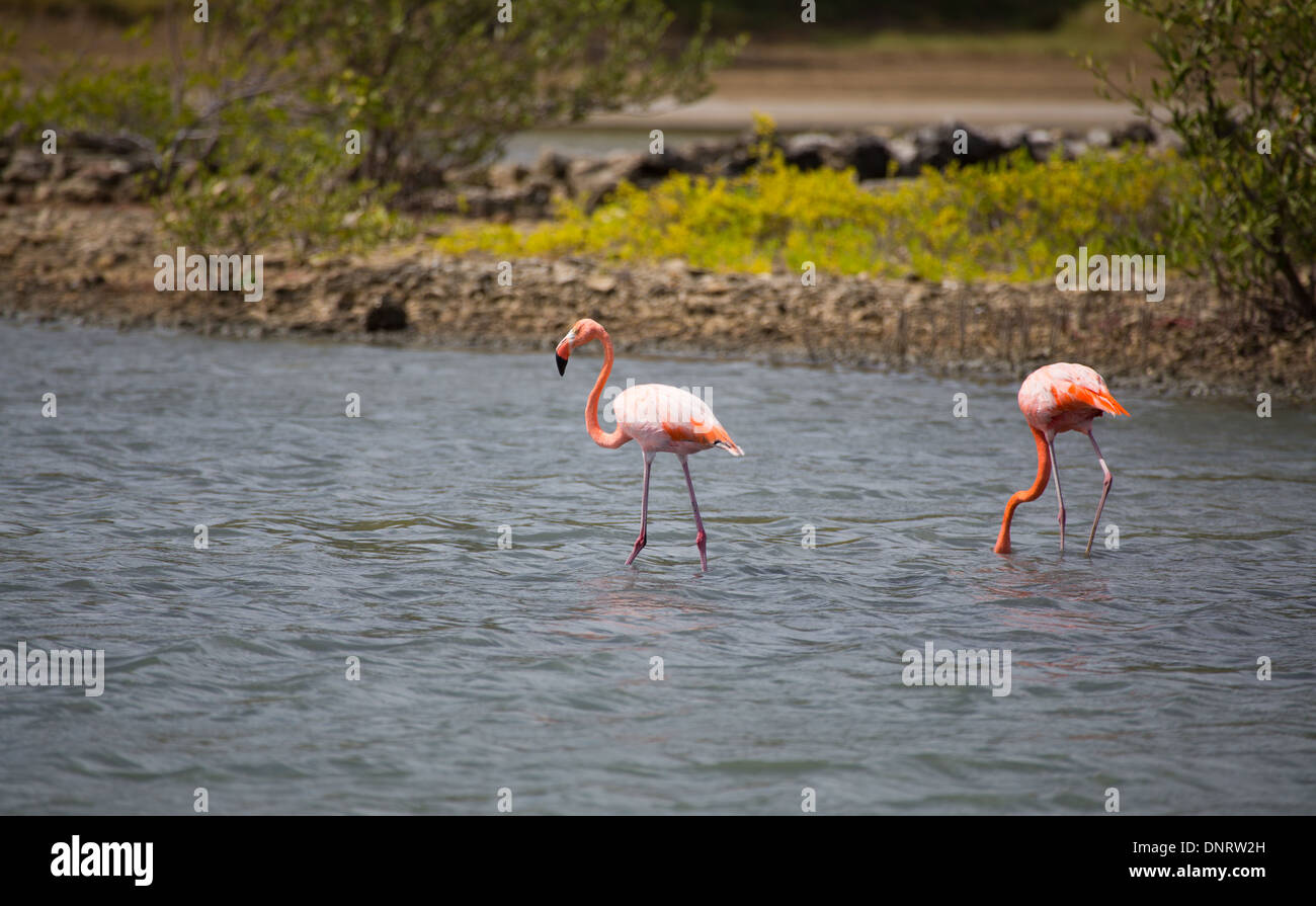Pink Flamingos on the salt flats in Curacao Stock Photo - Alamy