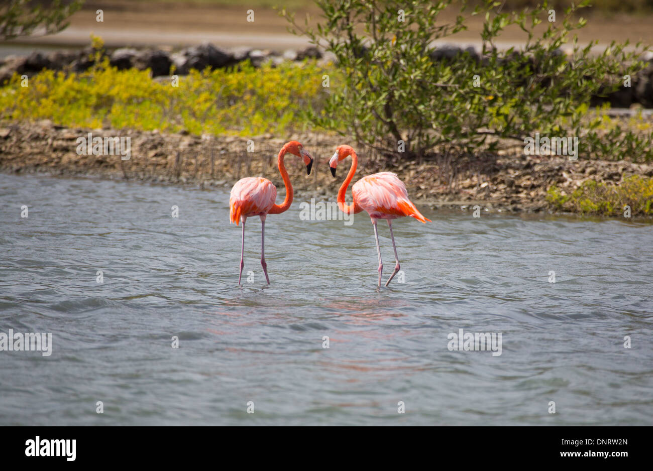 Pink Flamingos on the salt flats in Curacao Stock Photo - Alamy