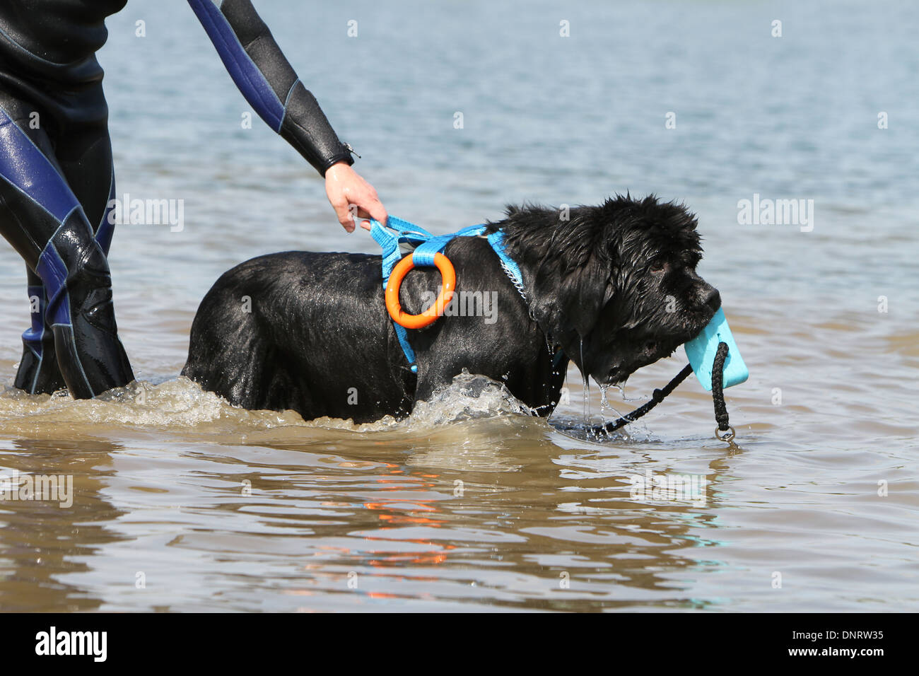 Dog Newfoundland / adult rescues a swimmer during a training Stock ...