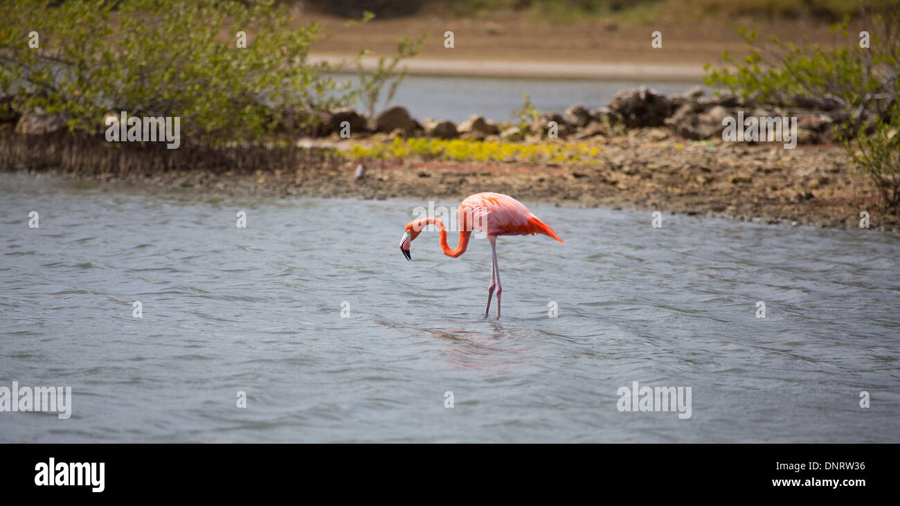 Pink Flamingos on the salt flats in Curacao Stock Photo - Alamy