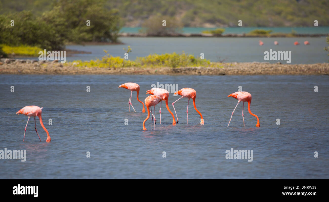 Pink Flamingos on the salt flats in Curacao Stock Photo - Alamy