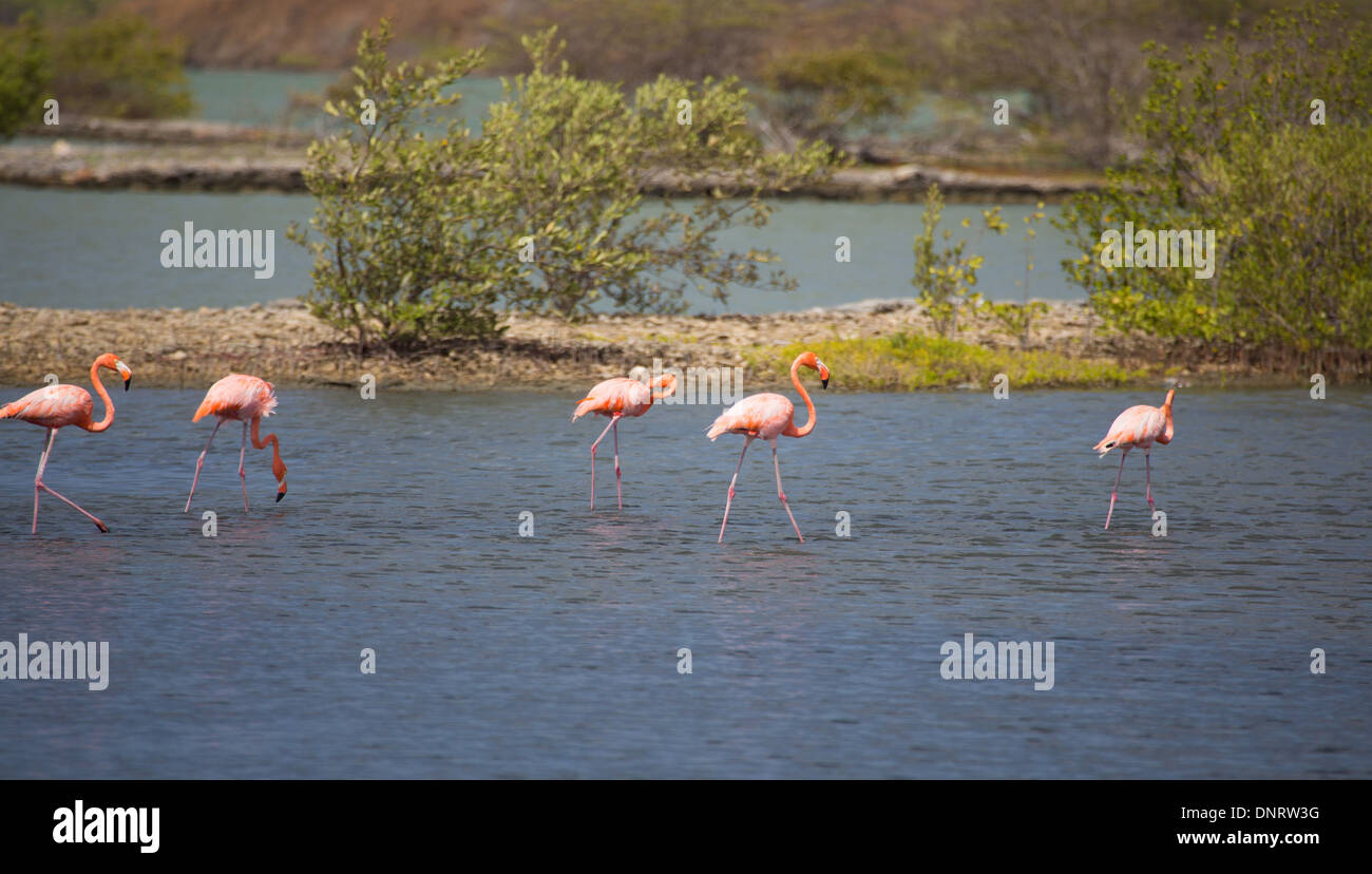 Pink Flamingos on the salt flats in Curacao Stock Photo - Alamy