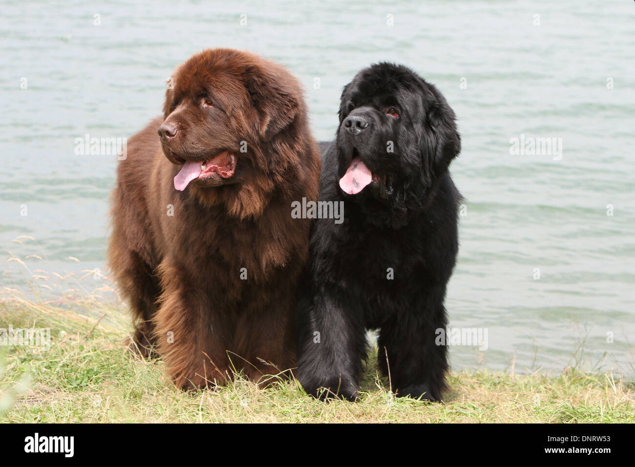 Dog Newfoundland / two adults (different colors) standing in a meadow ...