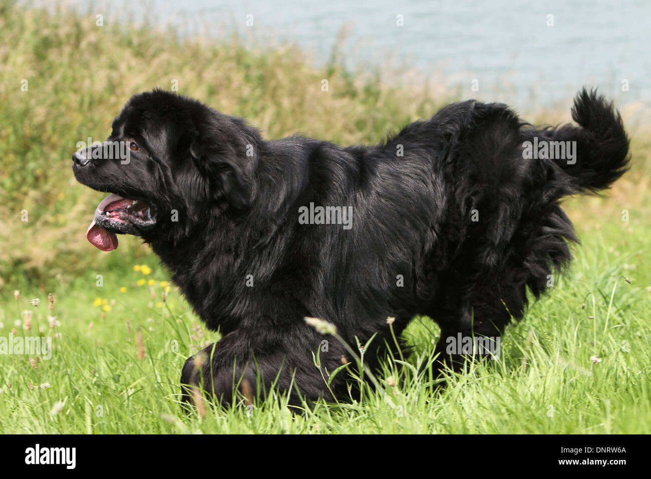 Newfoundland dog hi-res stock photography and images - Alamy