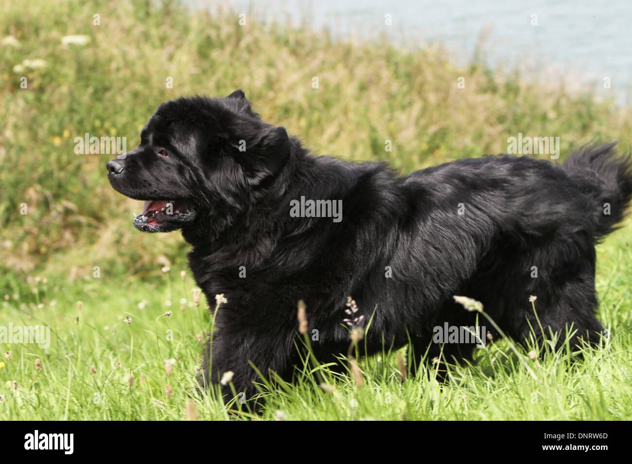 Dog Newfoundland / adult running in a meadow Stock Photo - Alamy