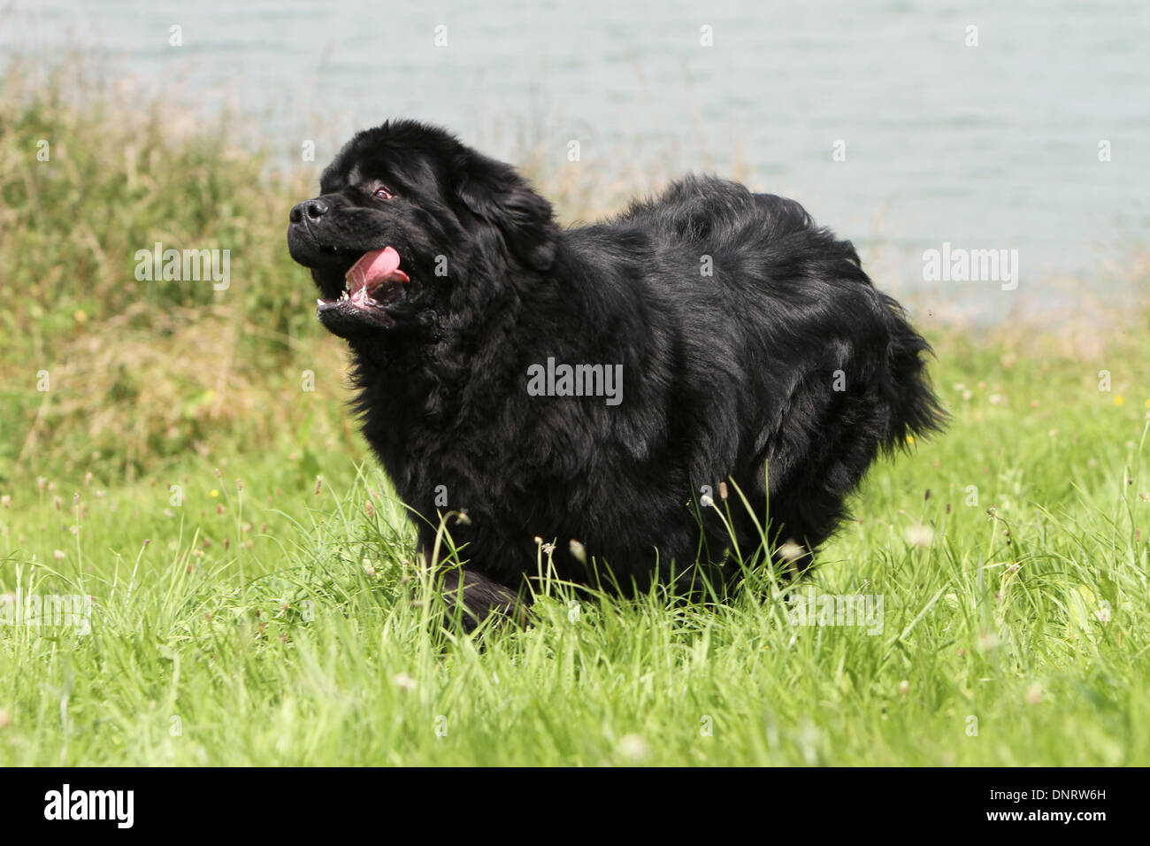 Newfoundland is a large hi-res stock photography and images - Alamy