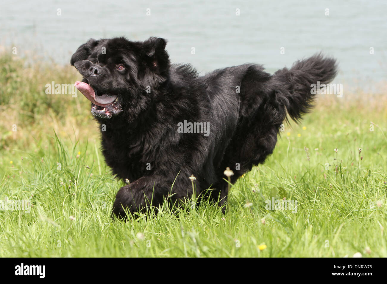 The newfoundland is a large hi-res stock photography and images - Alamy