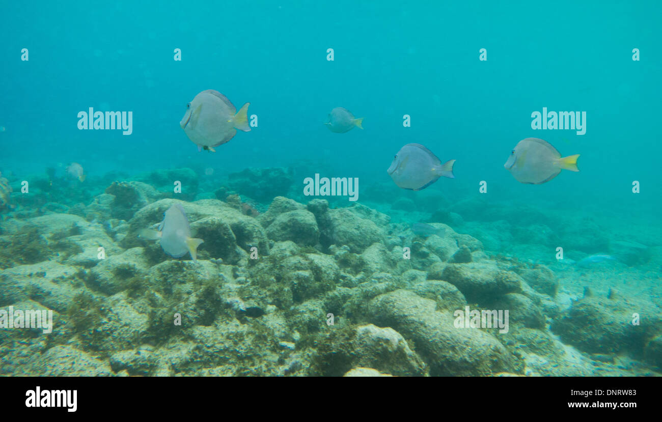 A school of Yellow Tailed Snapper swim past. Curacao Stock Photo - Alamy