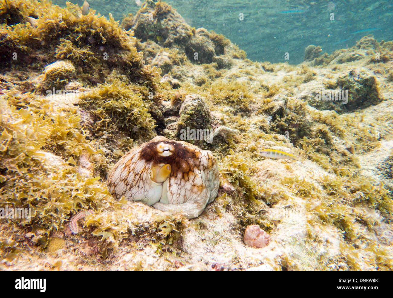 An Octopus in the shallows of the coast of Curacao Stock Photo - Alamy