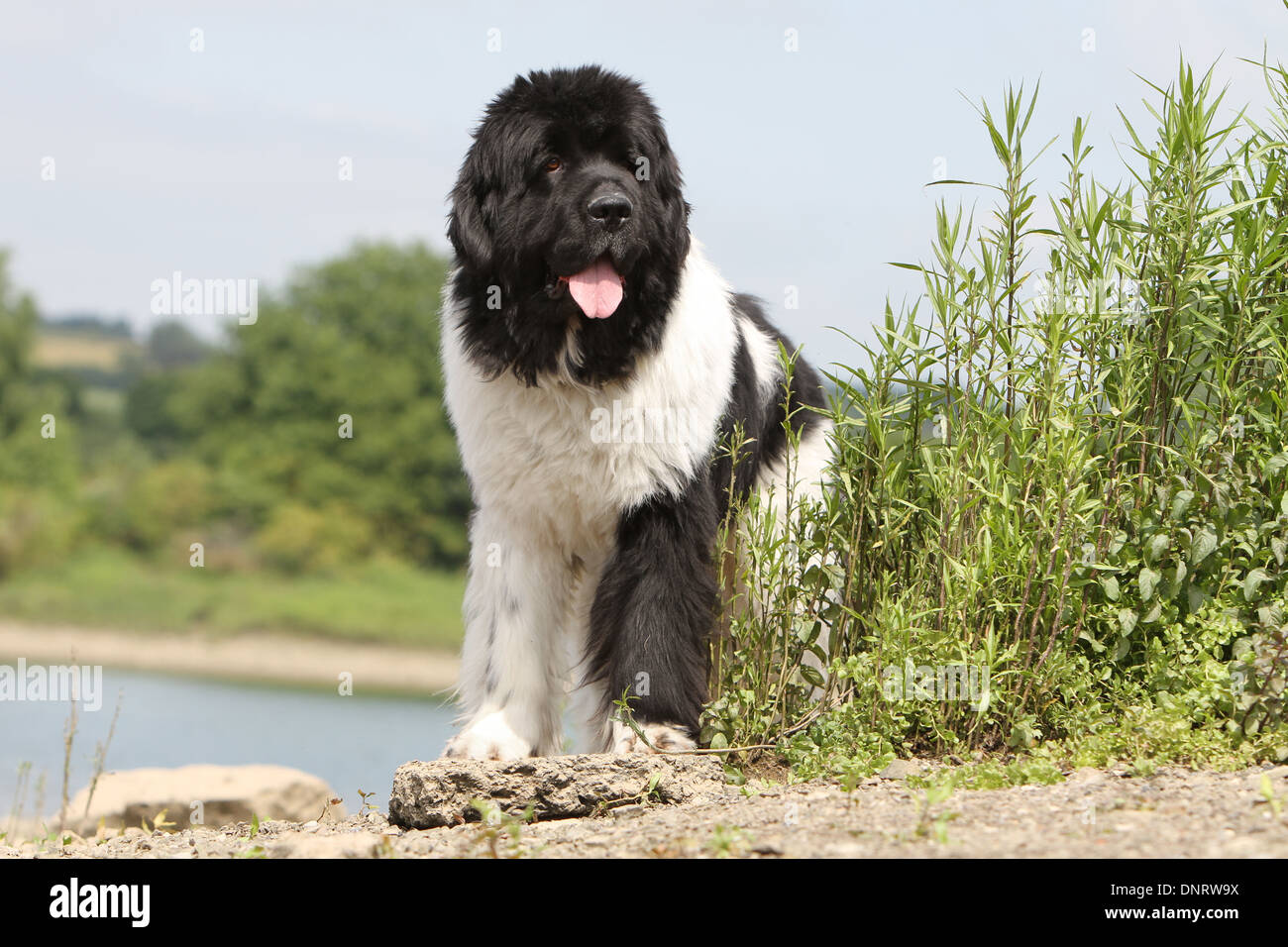 Dog Newfoundland / adult (black and white) standing at the edge of a ...