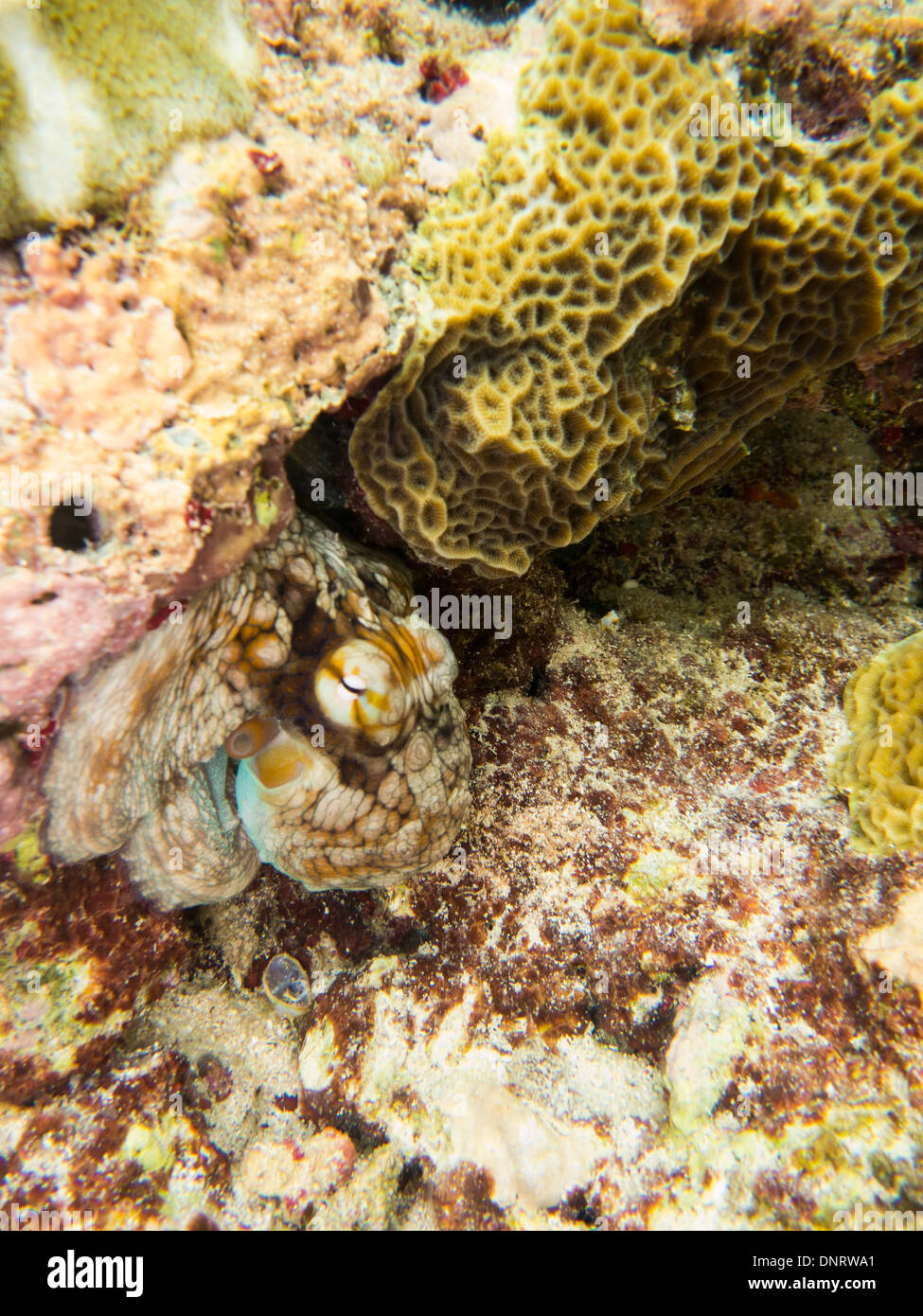 An Octopus in the shallows of the coast of Curacao Stock Photo - Alamy