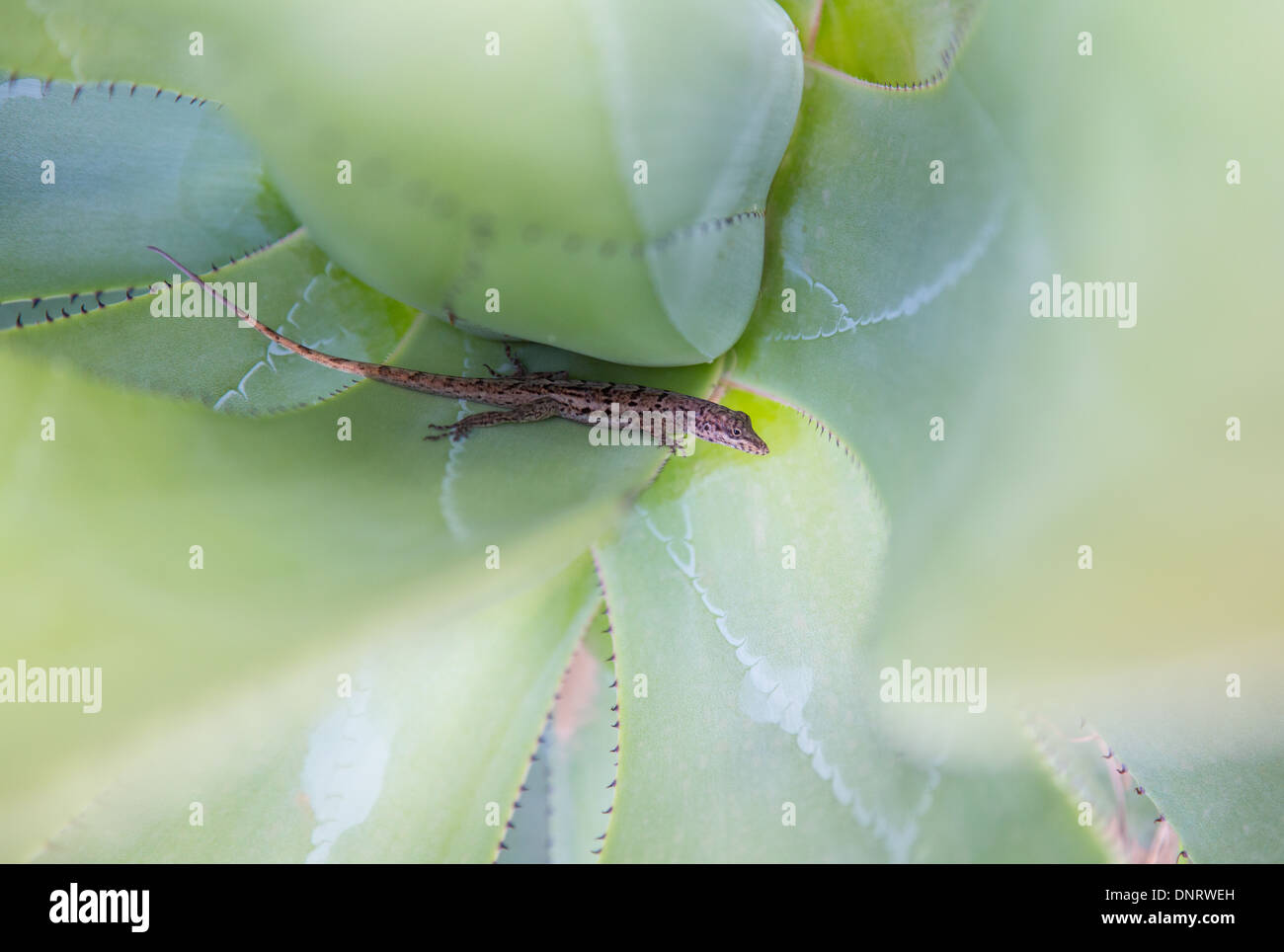 A lizard peeks out of an aloe vera plant. Bonaire, Dutch Antilles Stock ...