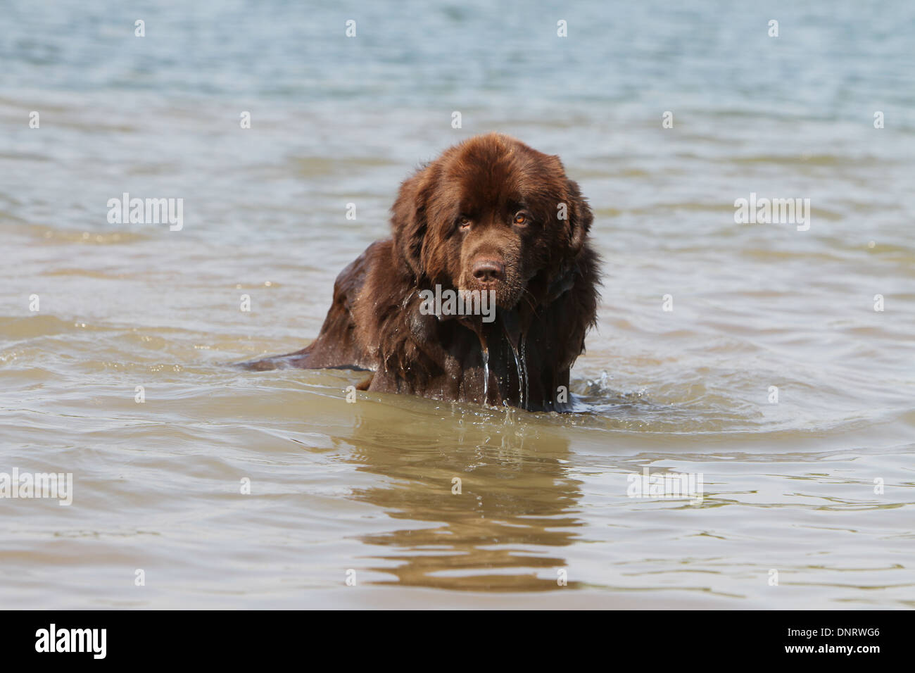 Newfoundlands in water hi-res stock photography and images - Alamy