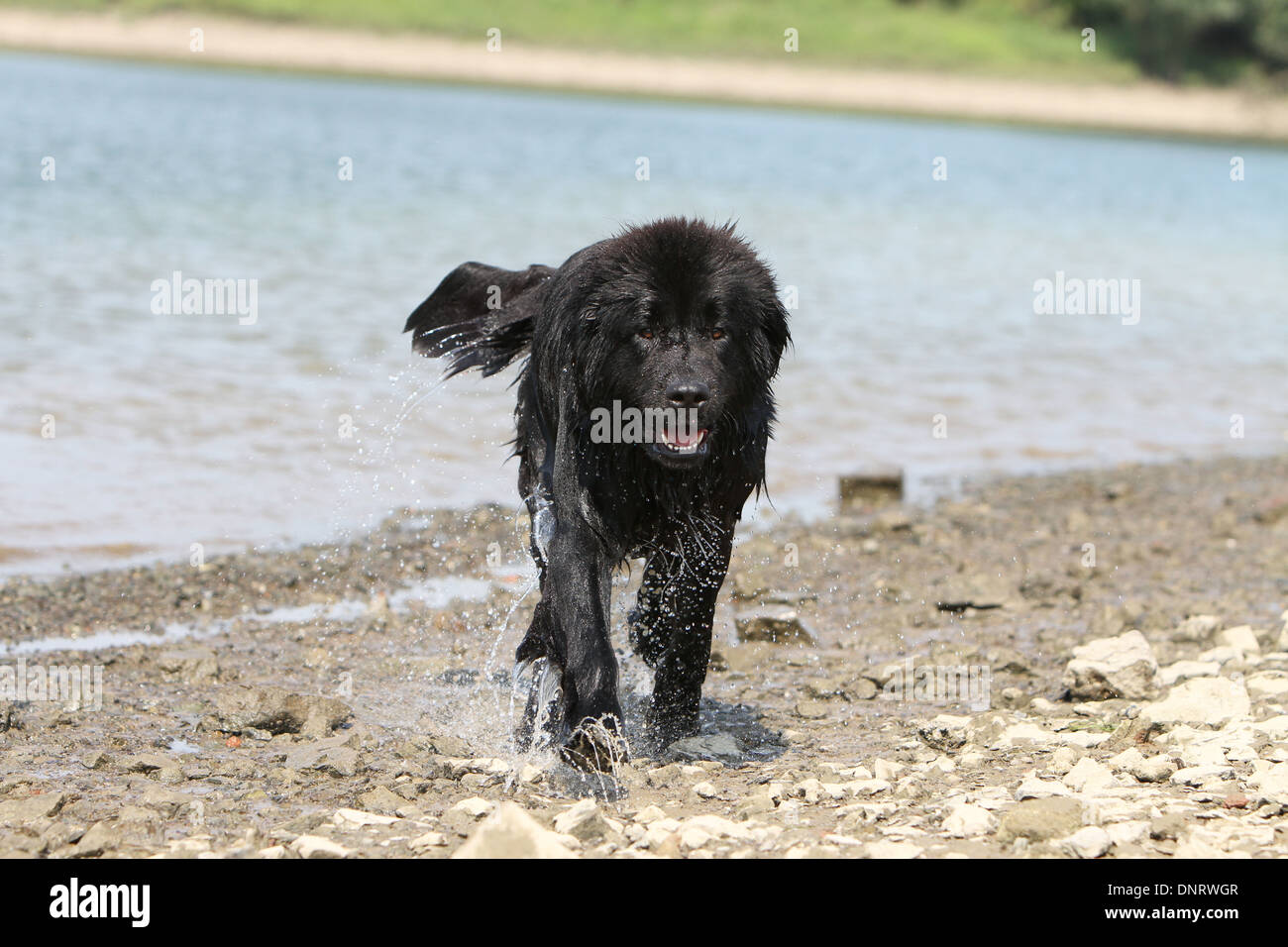 Dog Newfoundland / puppy running on the beach Stock Photo - Alamy
