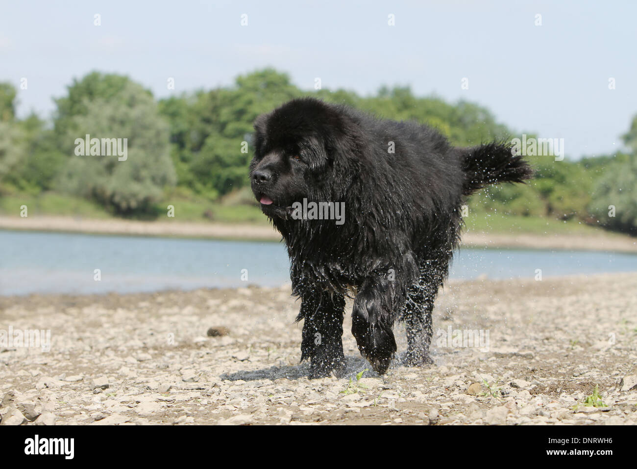 Dog Newfoundland / adult running at the edge of a lake Stock Photo - Alamy