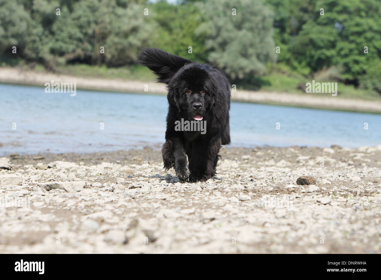 Dog Newfoundland / adult running at the edge of a lake Stock Photo - Alamy