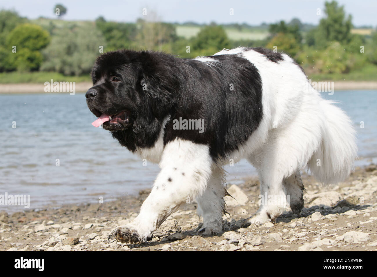 Dog Newfoundland / adult walking at the edge of a lake Stock Photo - Alamy