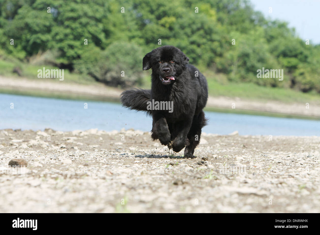 Dog Newfoundland / adult running at the edge of a lake Stock Photo - Alamy