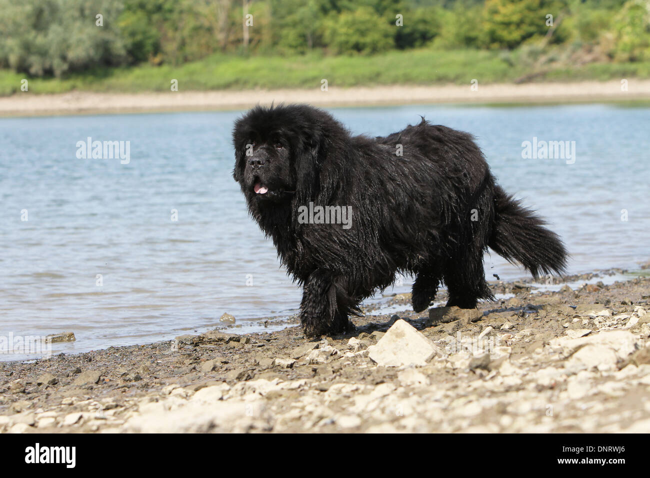 Dog Newfoundland / adult running at the edge of a lake Stock Photo - Alamy