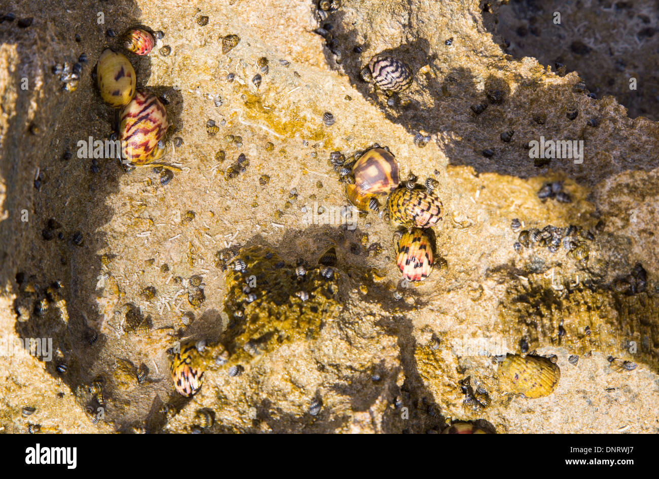 A group of snails cling to the rocks as the surf rises and falls ...