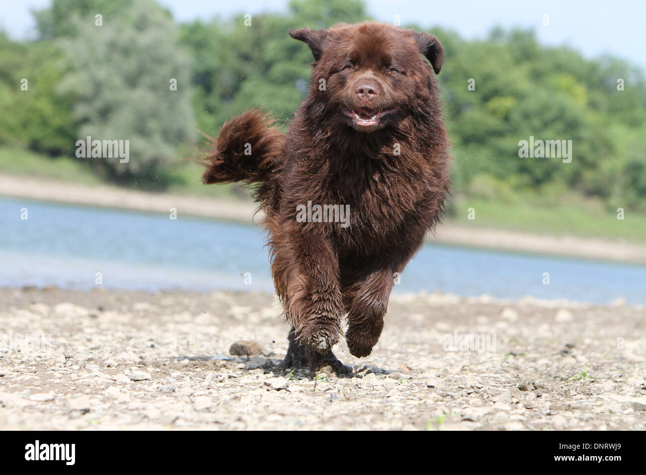 Dog Newfoundland / adult running at the edge of a lake Stock Photo - Alamy
