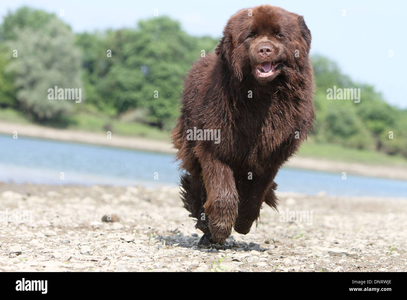 Dog Newfoundland / adult running at the edge of a lake Stock Photo - Alamy