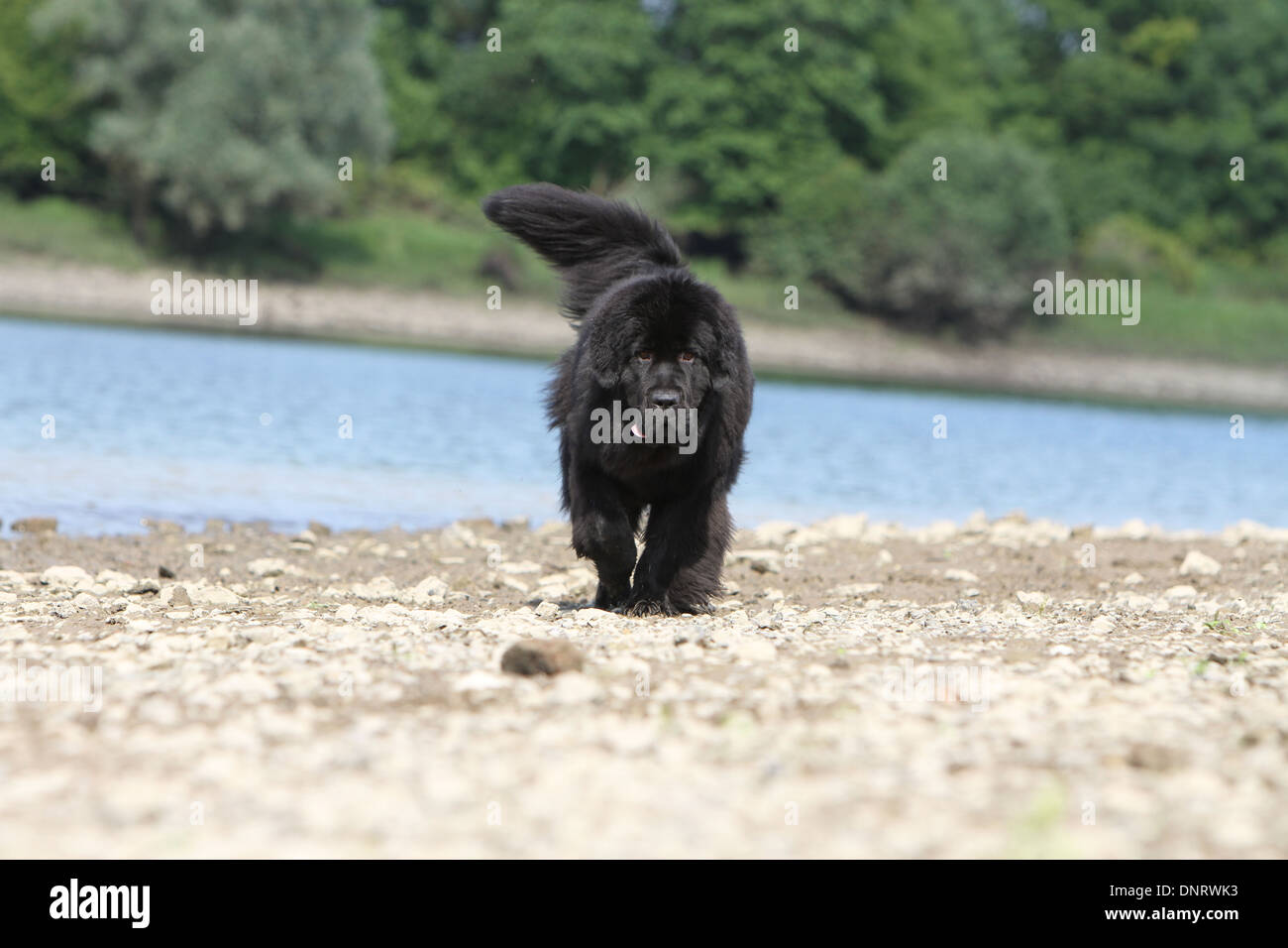 Dog Newfoundland / adult running at the edge of a lake Stock Photo - Alamy