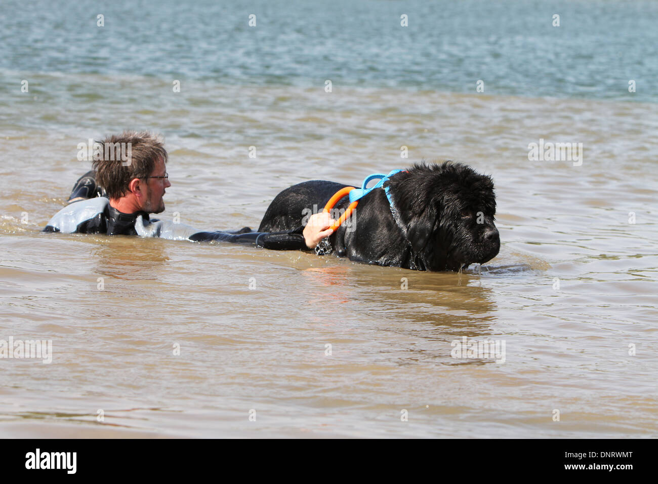 Newfoundland sea rescue dog training hi-res stock photography and ...