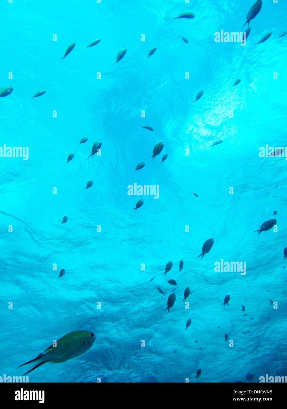 Creole fish hi-res stock photography and images - Alamy