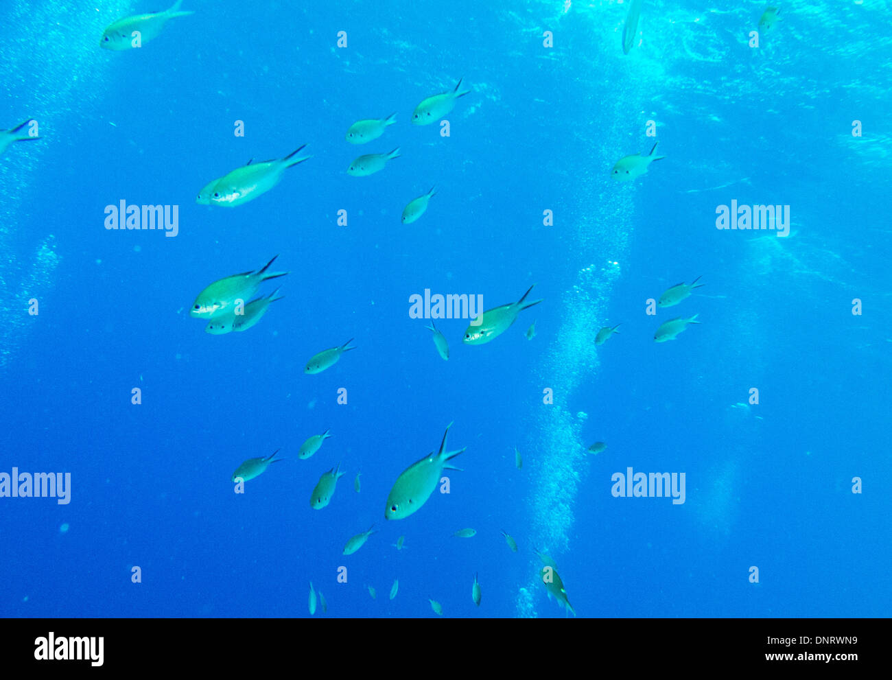 Creole fish hi-res stock photography and images - Alamy