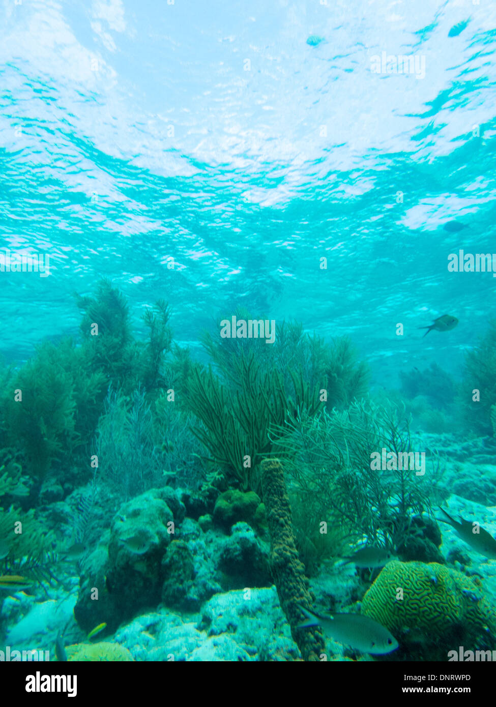 Underwater Landscape of life on a coral reef. Caribbean Sea Stock Photo ...