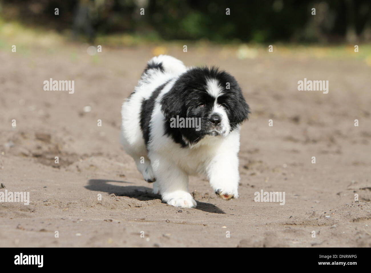 Dog Newfoundland / puppy running in a path Stock Photo - Alamy