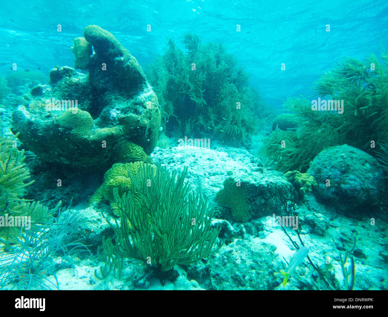 Underwater Landscape of life on a coral reef. Caribbean Sea Stock Photo ...