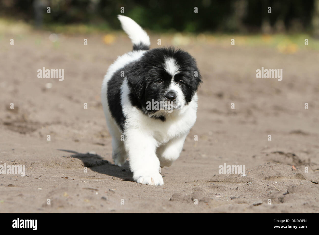 Dog Newfoundland / puppy running in a path Stock Photo - Alamy