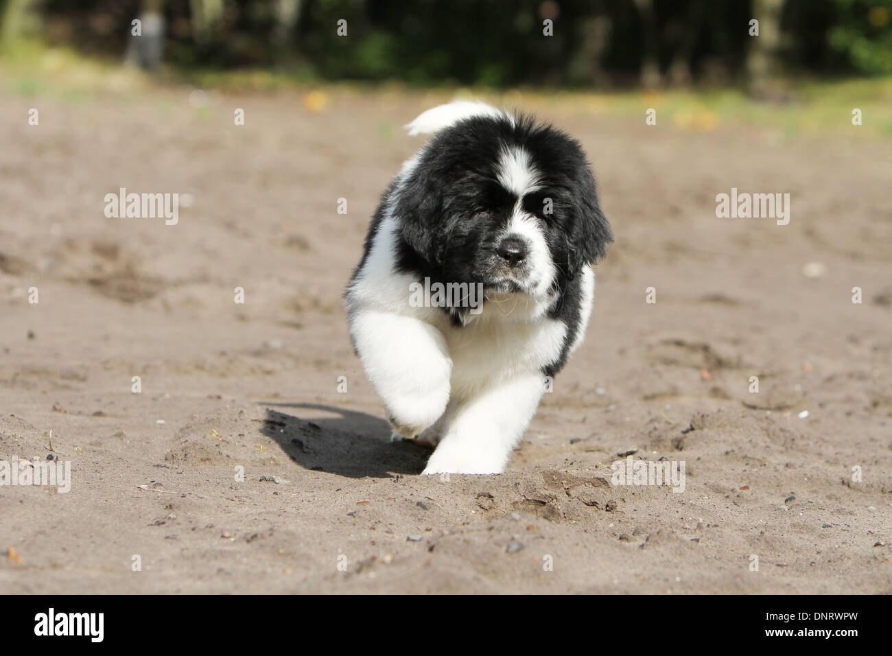 Dog Newfoundland / puppy running in a path Stock Photo - Alamy