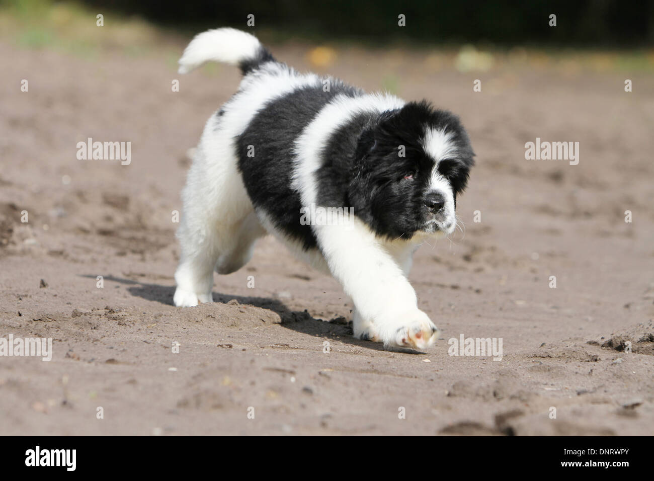 Lovely natural walking path hi-res stock photography and images - Alamy