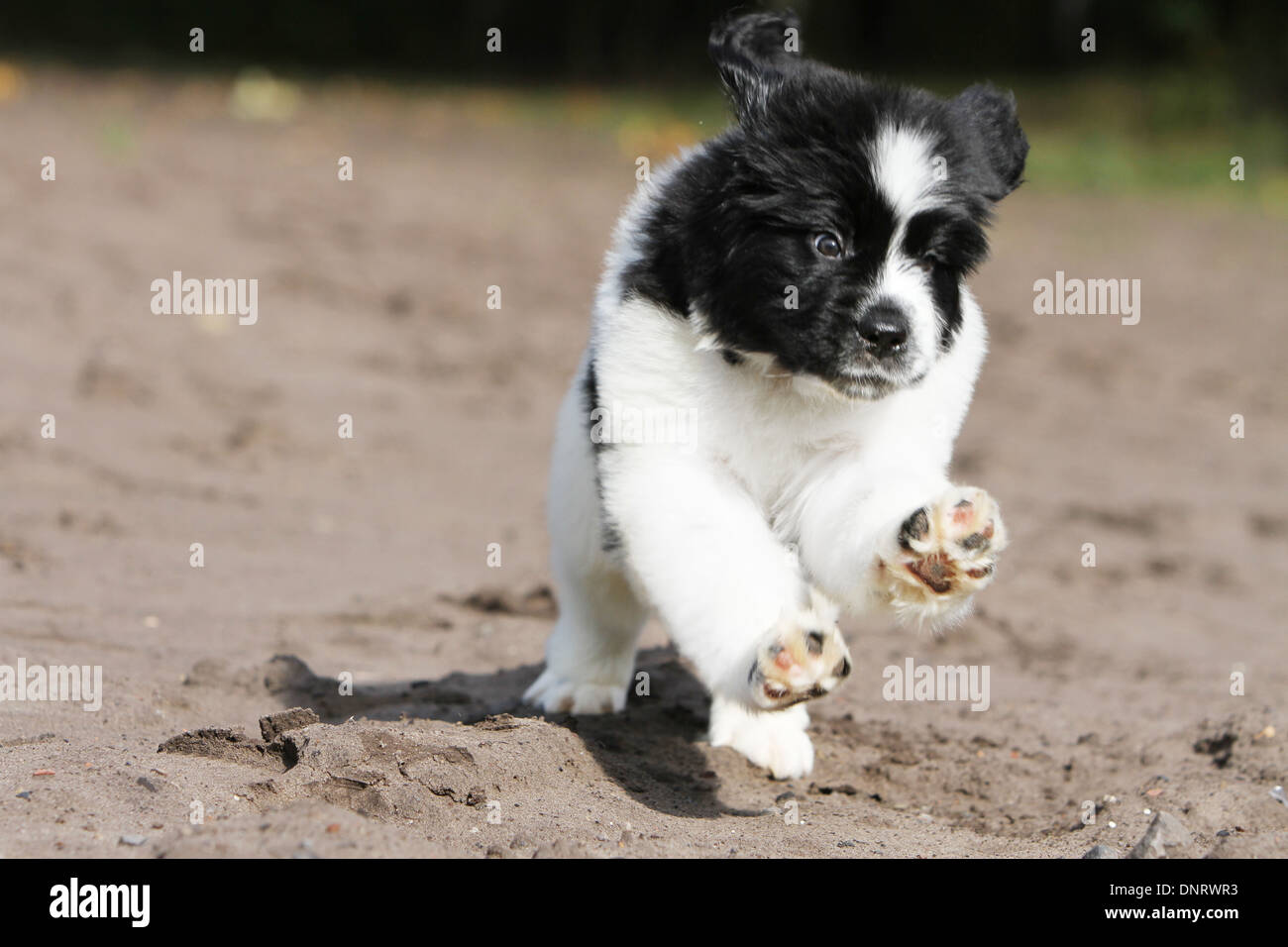 Dog Newfoundland / puppy running in a path Stock Photo - Alamy