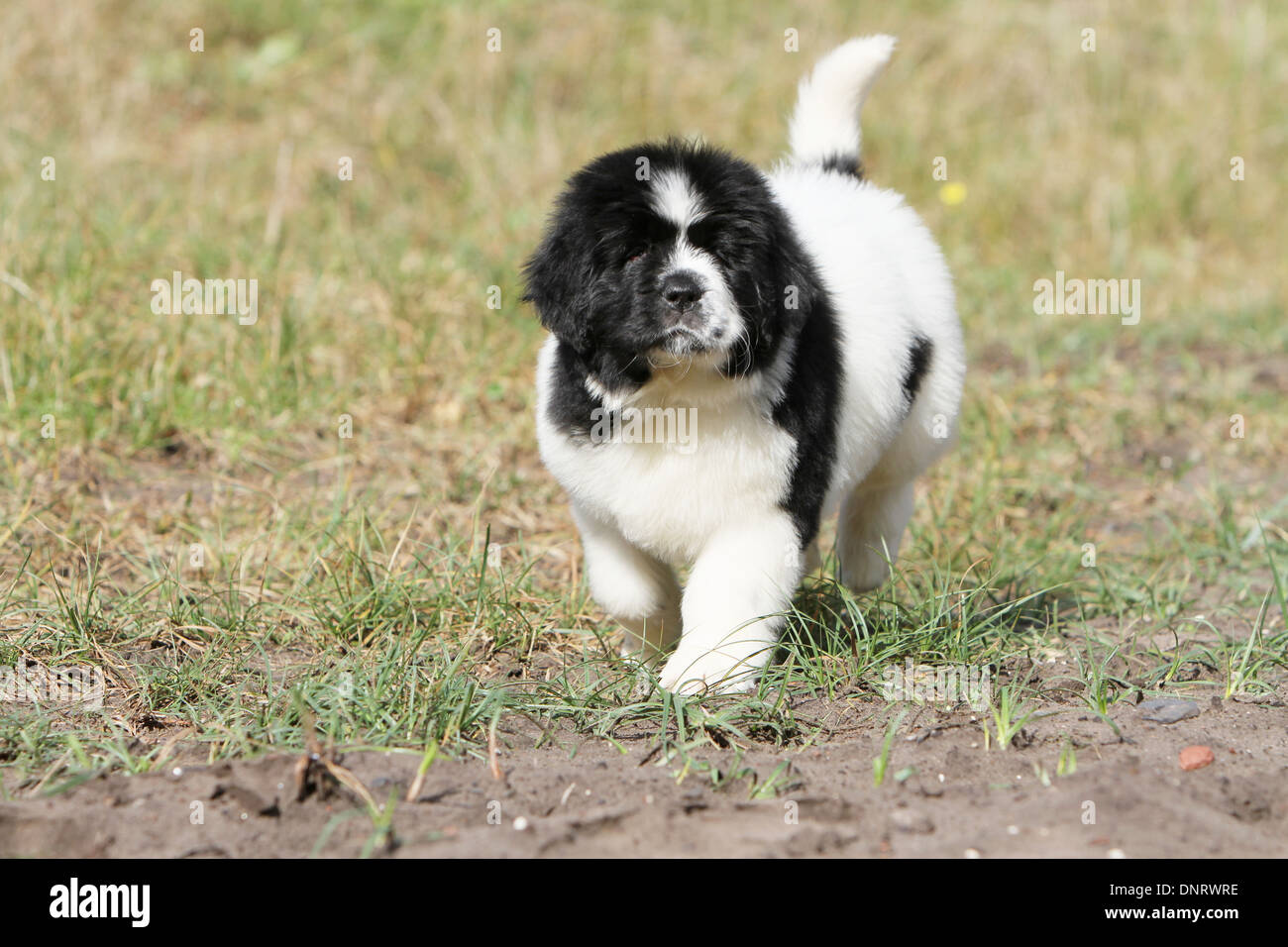 Lovely natural walking path hi-res stock photography and images - Alamy