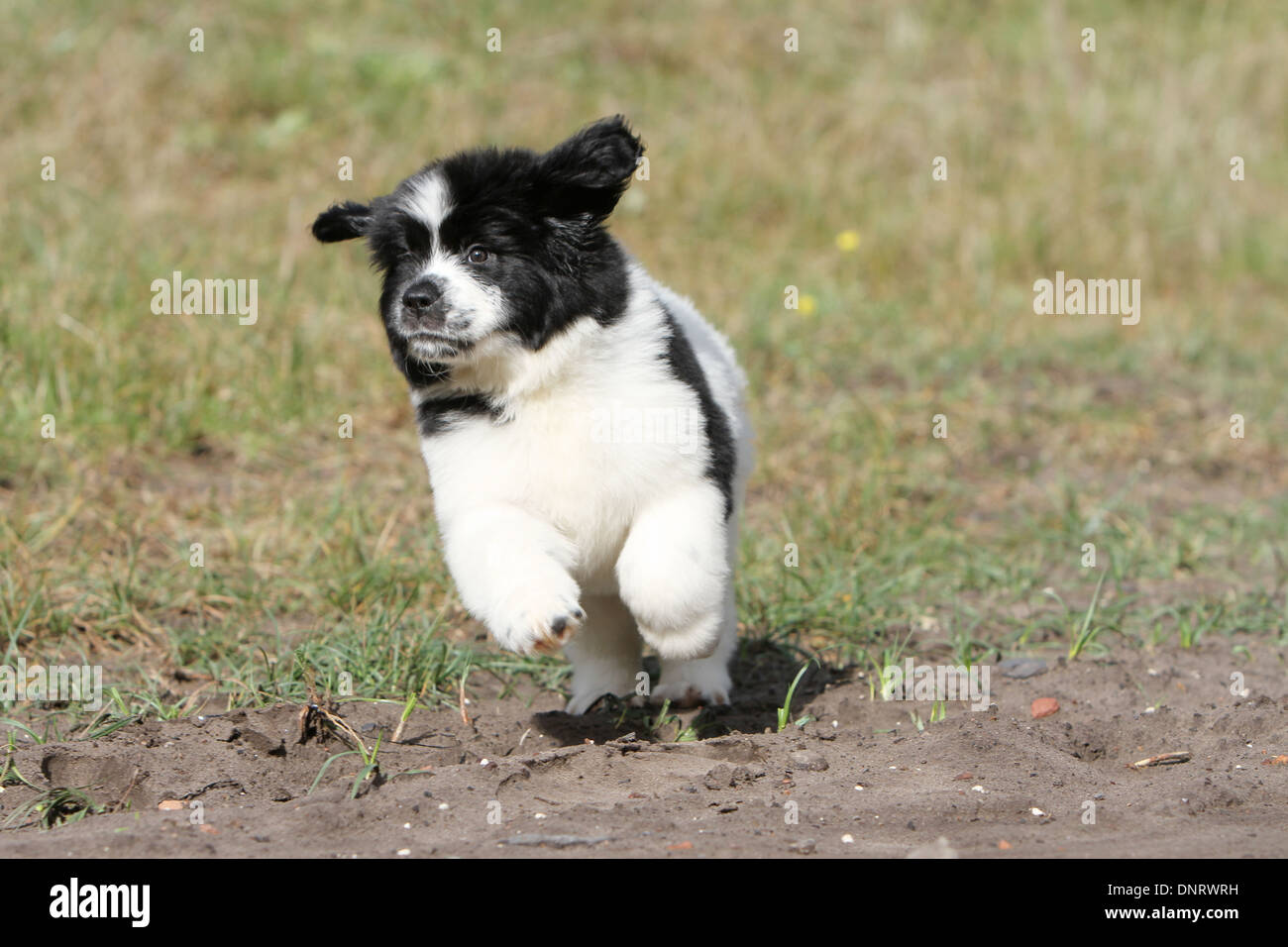 Dog Newfoundland / puppy running in a path Stock Photo - Alamy