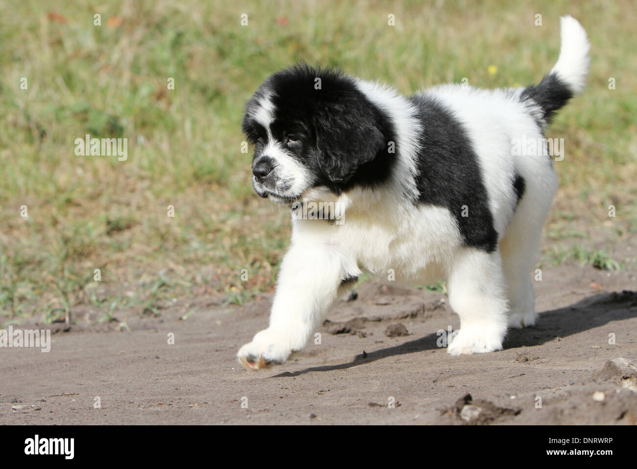 Dog Newfoundland / puppy running in a path Stock Photo - Alamy