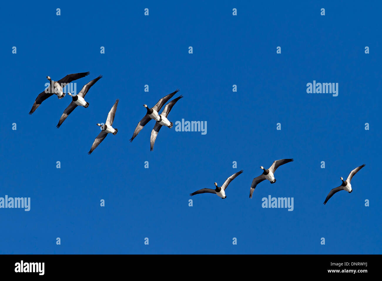 Barnacle goose migration hi-res stock photography and images - Alamy