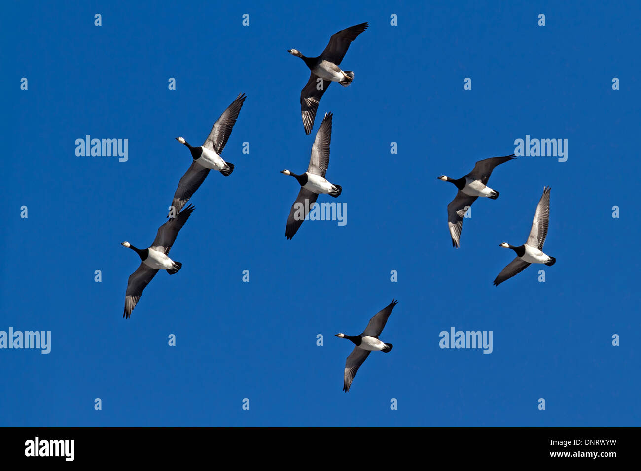 Flying barnacle geese / Branta leucopsis Stock Photo - Alamy